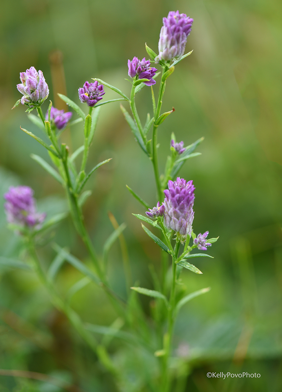 FieldMilkwort@72 – Flower Chasers