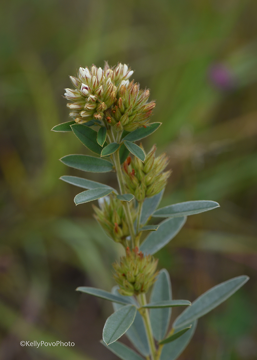 roundheadedbushclover – Flower Chasers