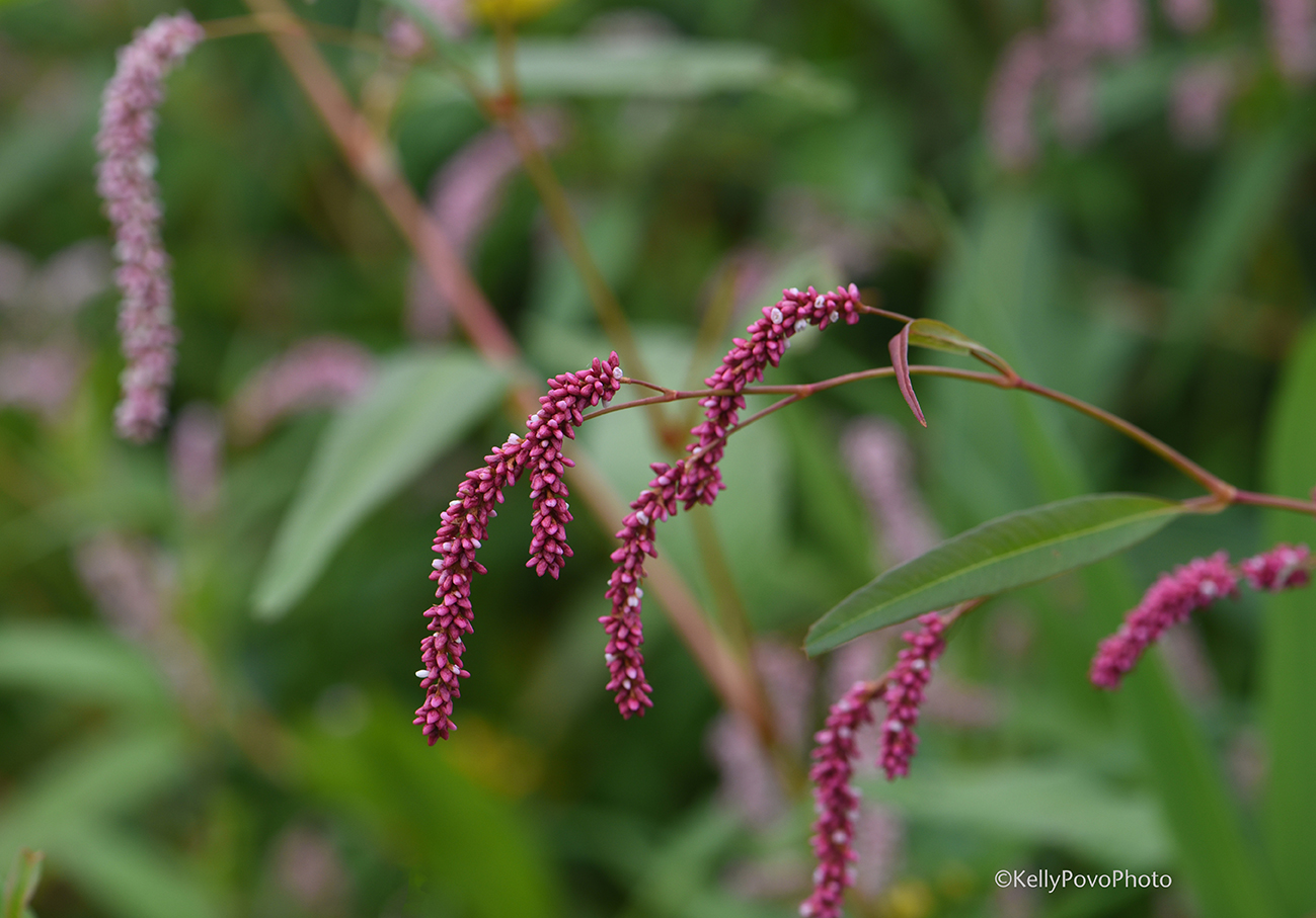 Smartweed@72 – Flower Chasers