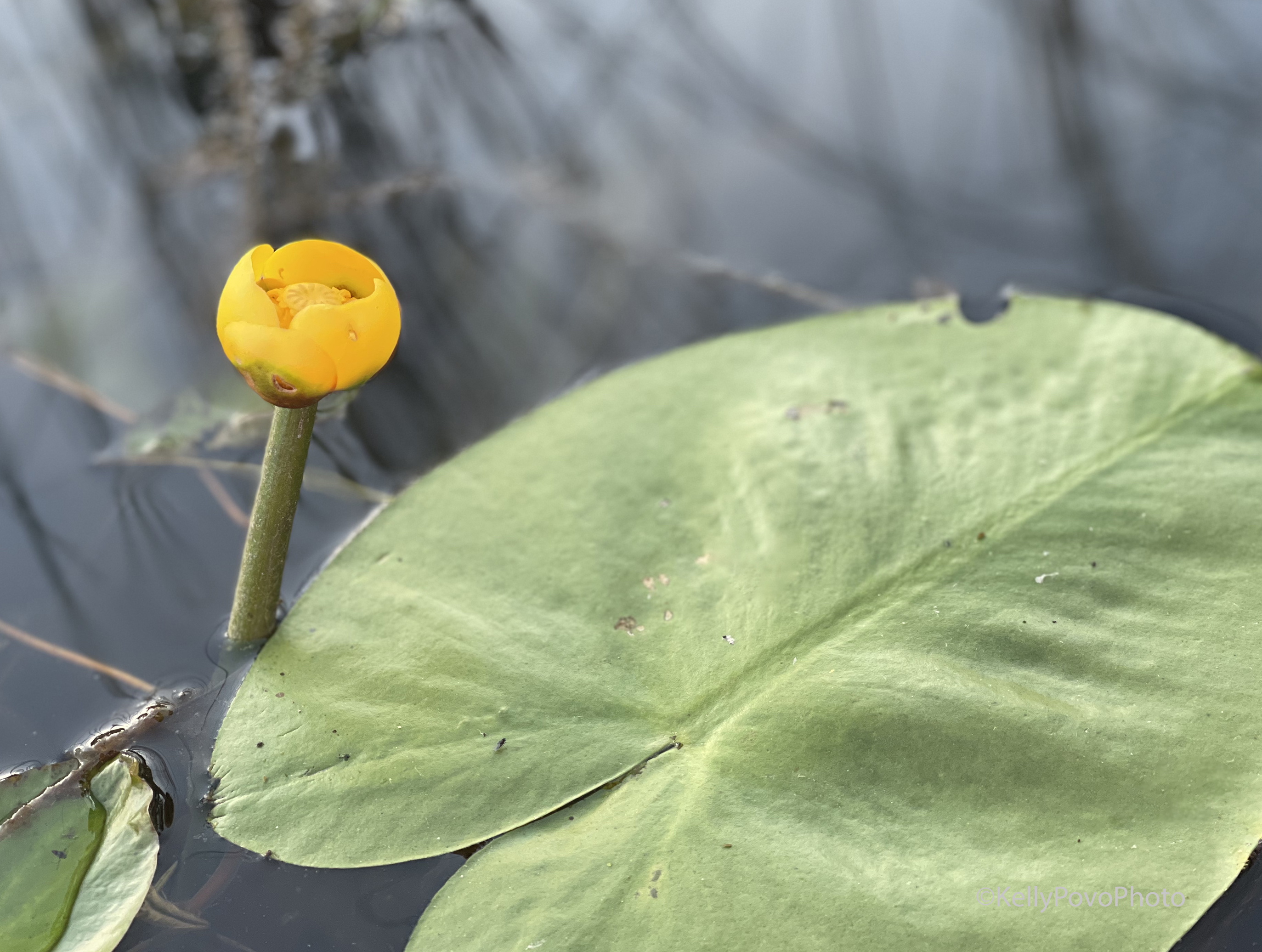 pond-lily-at-blue-lake_5433 – Flower Chasers