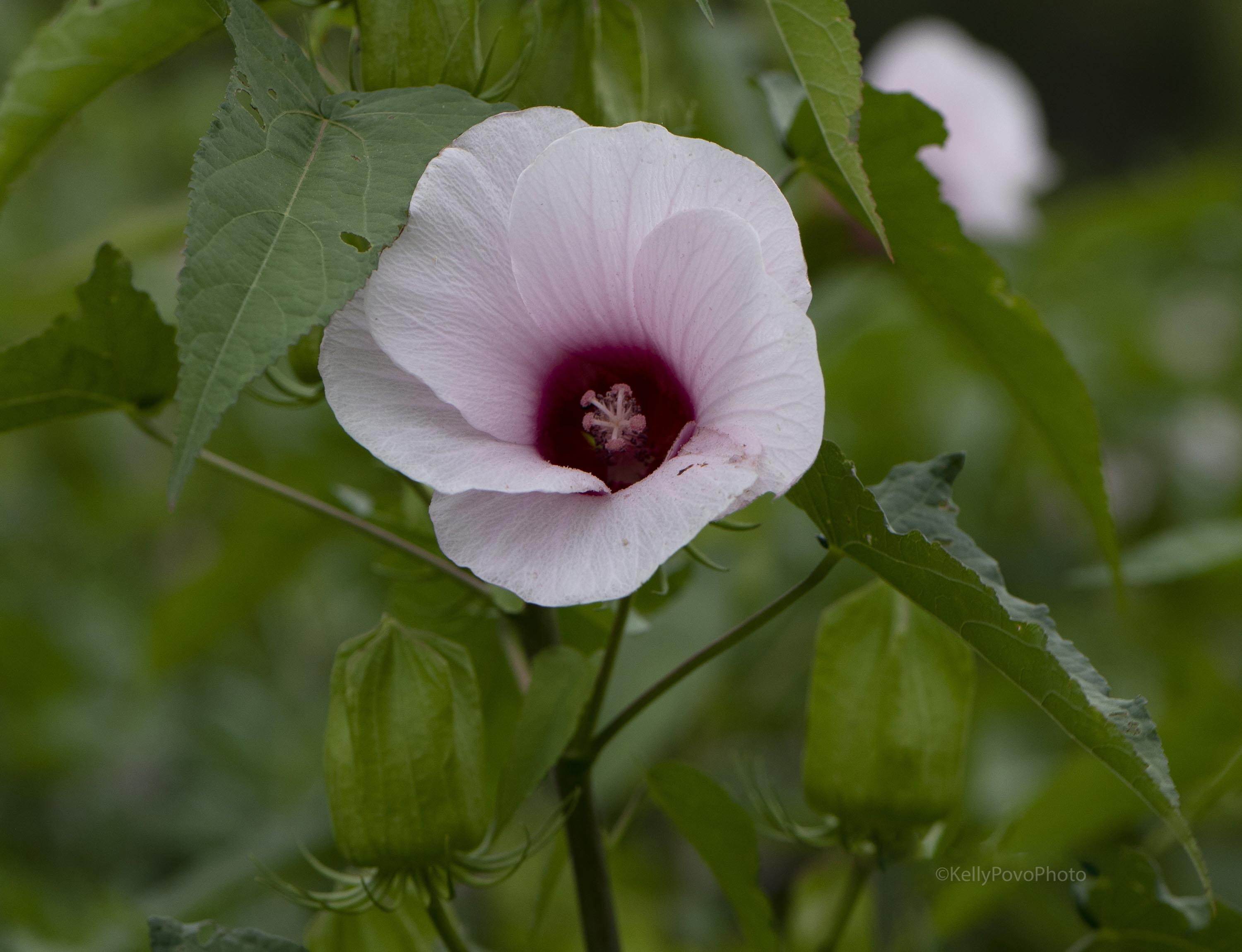 halber_leaved-rose-mallow-1 – Flower Chasers