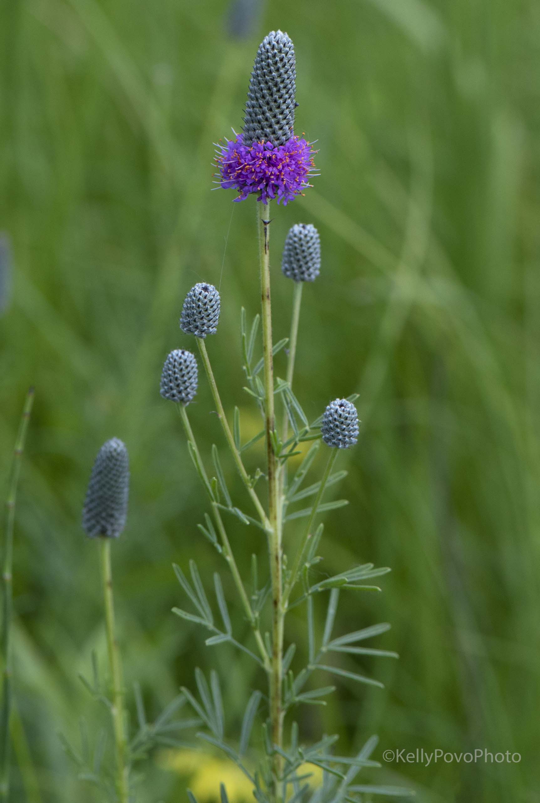 purple-prairie-clover-1 – Flower Chasers