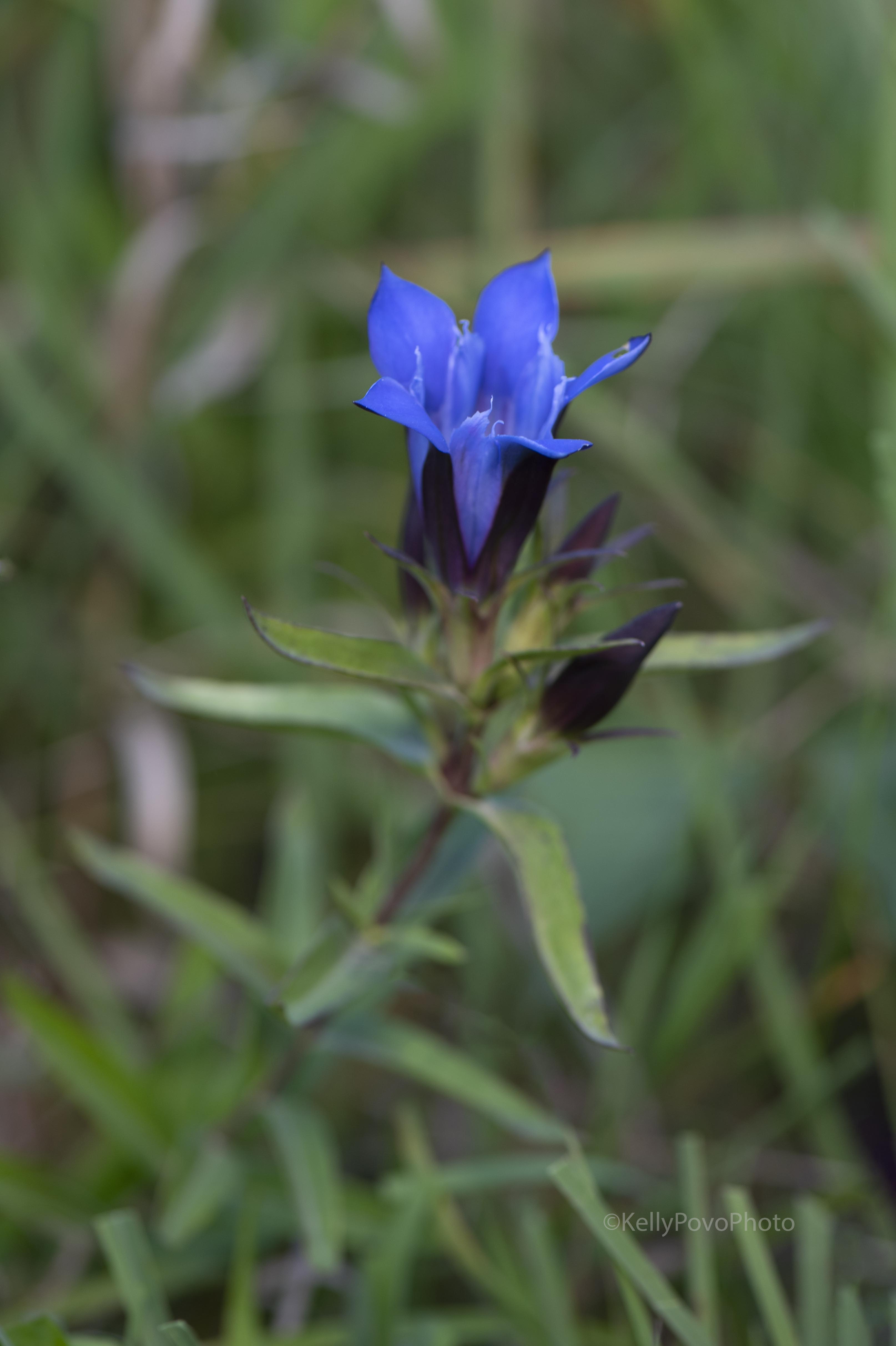 o_downy-gentian_6925 – Flower Chasers