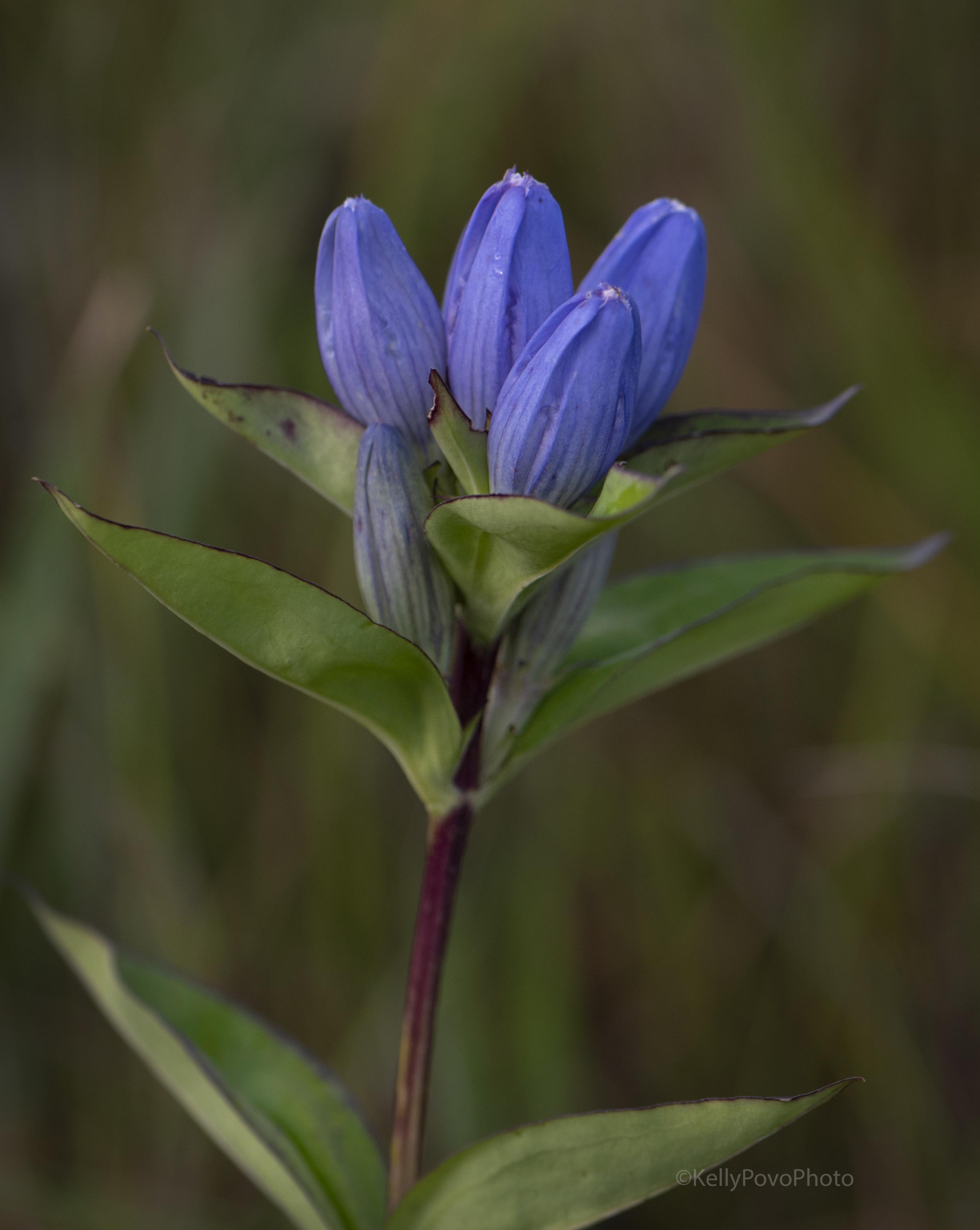 Minnesota’s Native Gentians – Flower Chasers