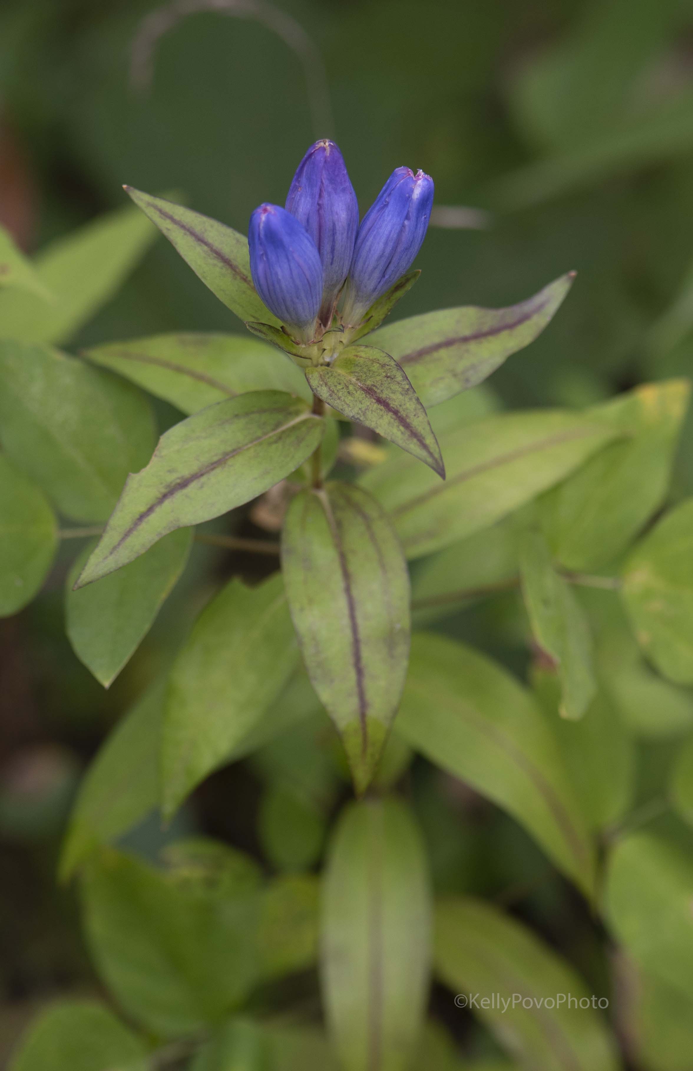 Flowers we saw in 2022 – Flower Chasers