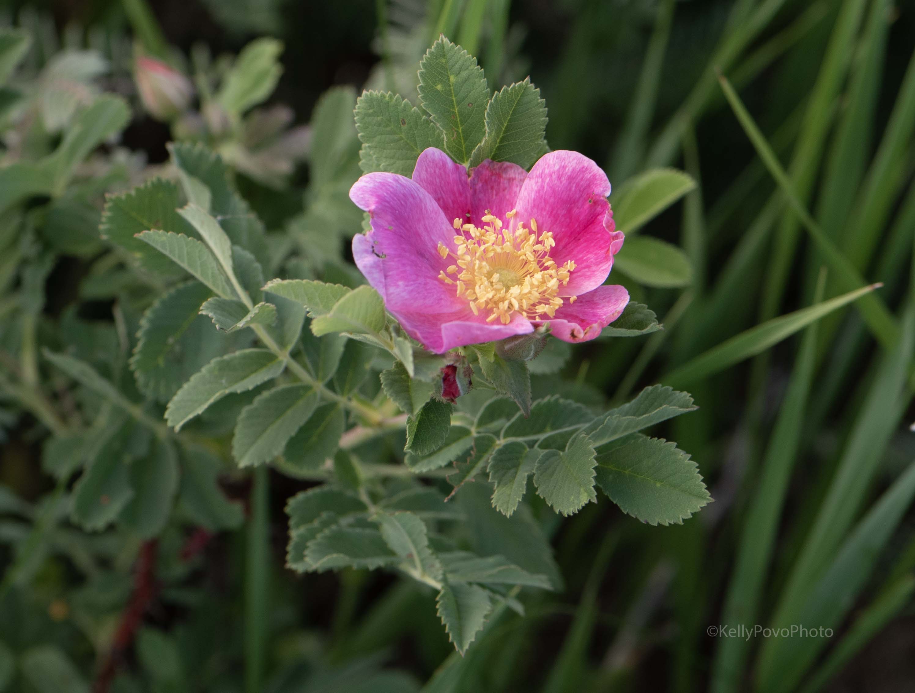 Flowers Seen 2023 – Flower Chasers