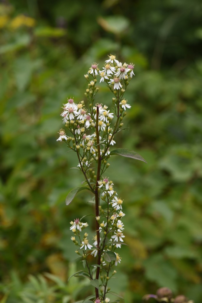 Minnesota’s Native Asters – Flower Chasers