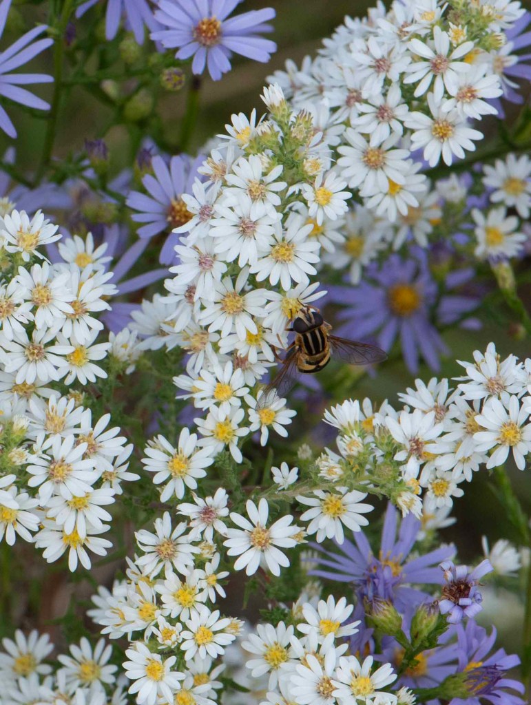 Minnesota’s Native Asters – Flower Chasers
