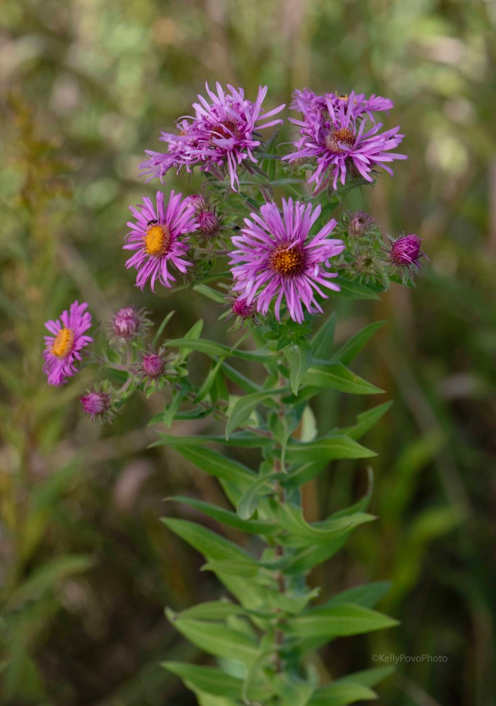 Minnesota’s Native Asters – Flower Chasers