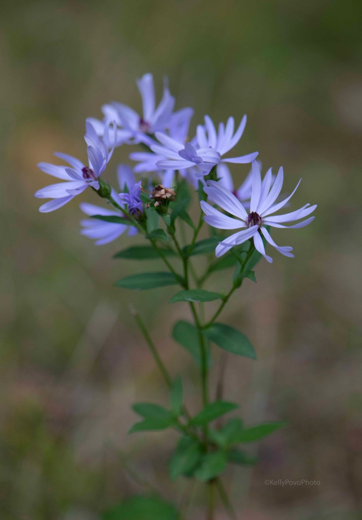 Minnesota’s Native Asters – Flower Chasers
